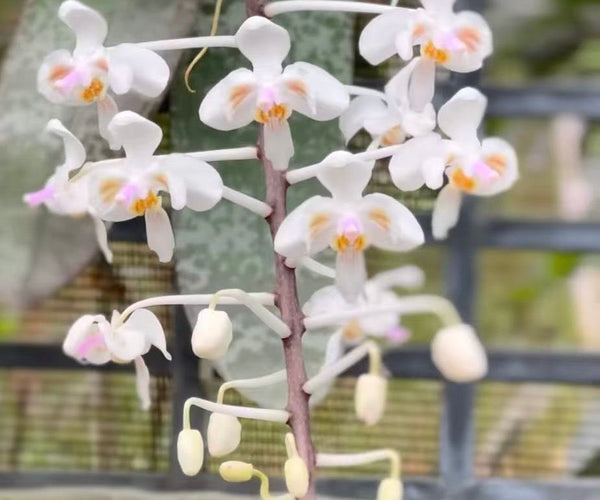 🌿 Phalaenopsis celebensis: A Rare Gem from Sulawesi | HCorchids.com