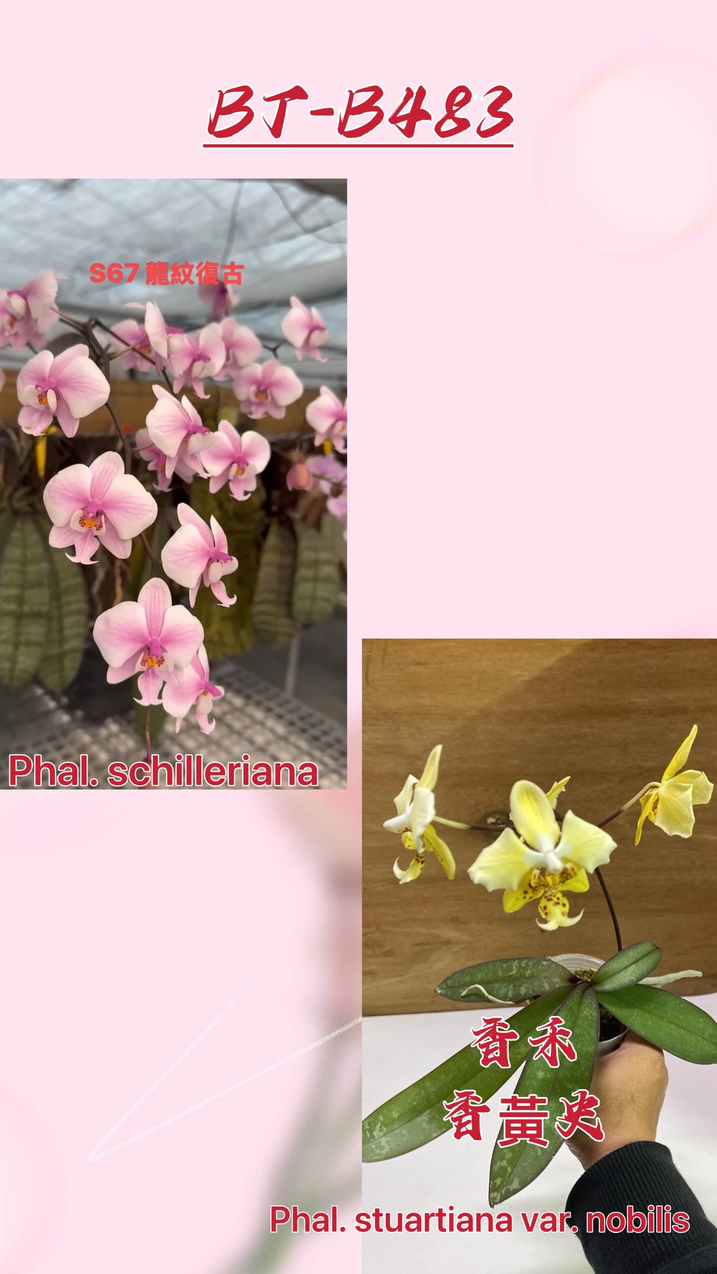 Phalaenopsis Seedling - Phalaenopsis orchid seedling | Bloom in 2.5 ...