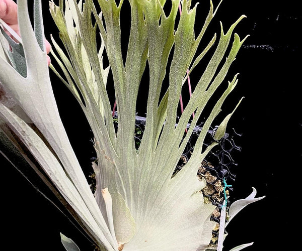 Platycerium Hakuna Matata - Platycerium Plant Sale – HCorchids