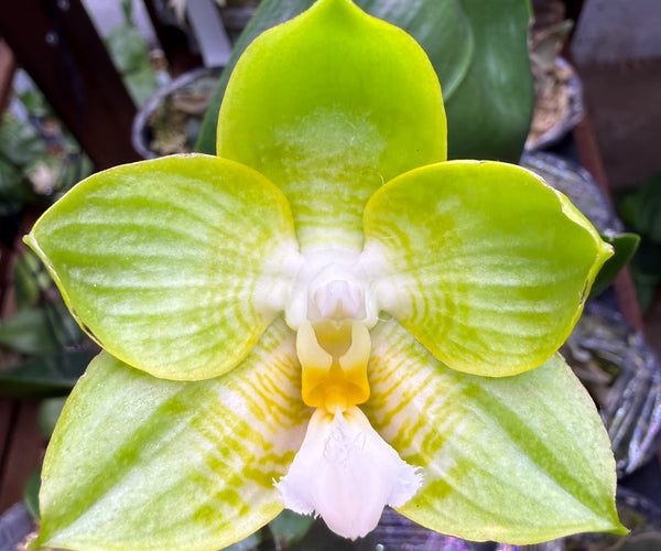 Phalaenopsis seedling bloom orchid | Seed grown novelty plant – HCorchids