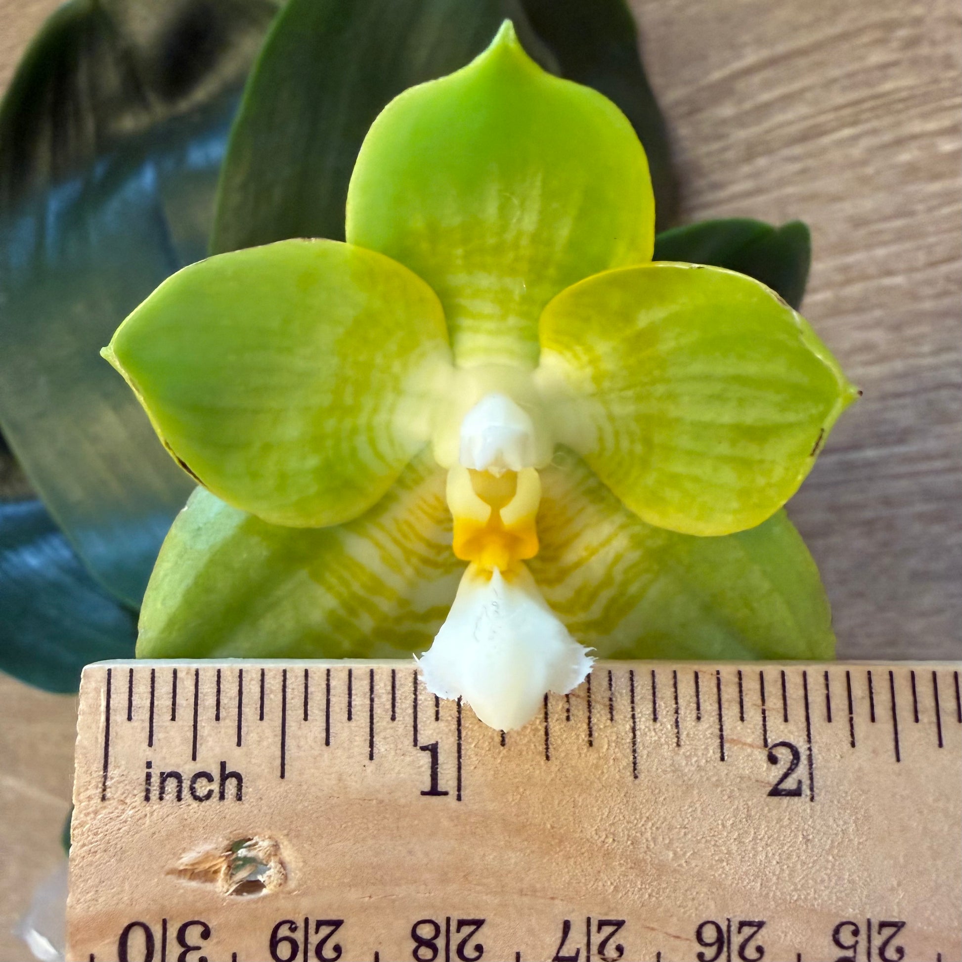 Phalaenopsis seedling bloom orchid | Seed grown novelty plant – HCorchids