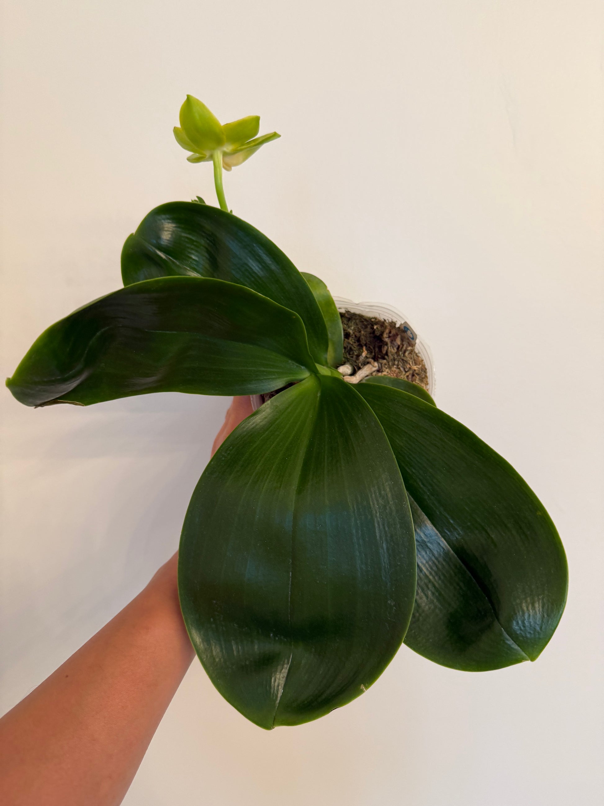 Phalaenopsis seedling bloom orchid | Seed grown novelty plant – HCorchids