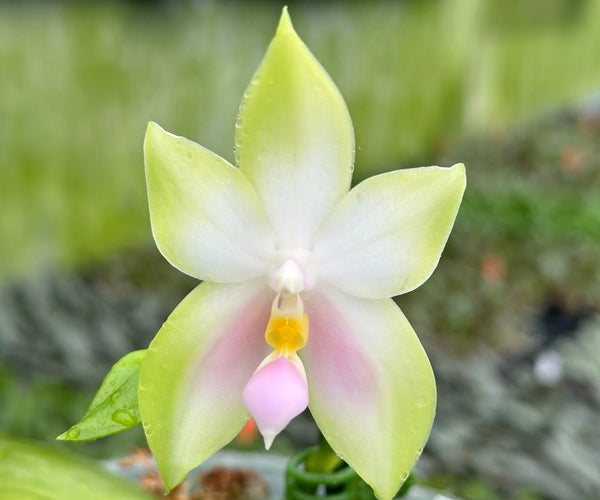 Phal. bellina Pink x sib Orchid | Unique Blooming HCorchids