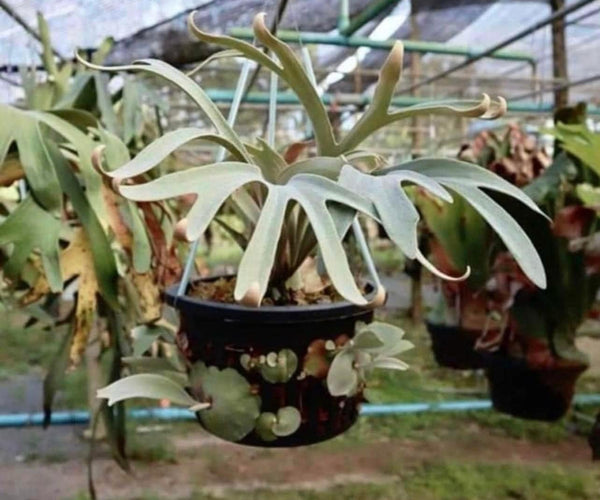 Platycerium Hakuna matata - Platycerium plant for collectors | Rare ...
